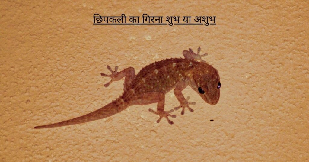 Chipkali : छिपकली का गिरना